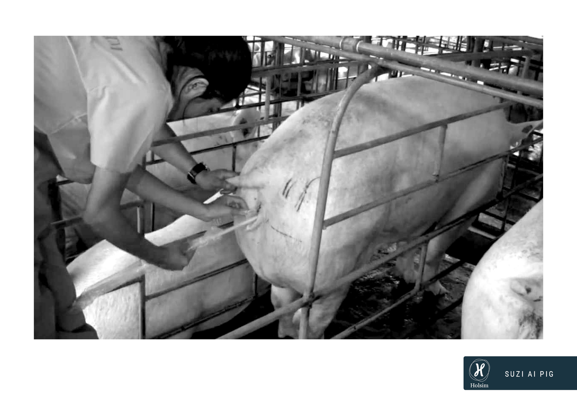 Suzi AI pig [Artificial Insemination pig] | Best Design Awards