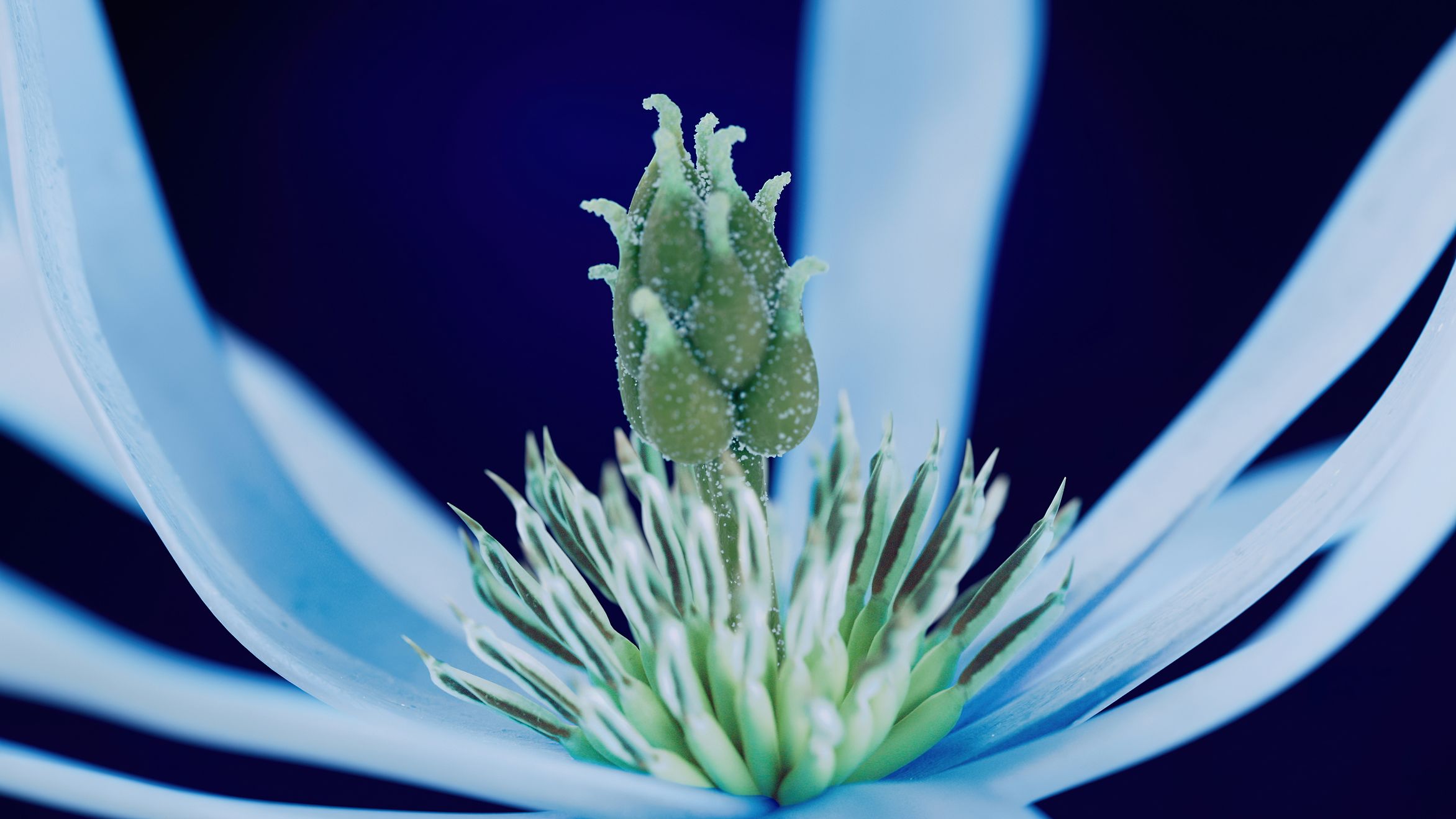 Mānuka Health Rebrand | Best Awards