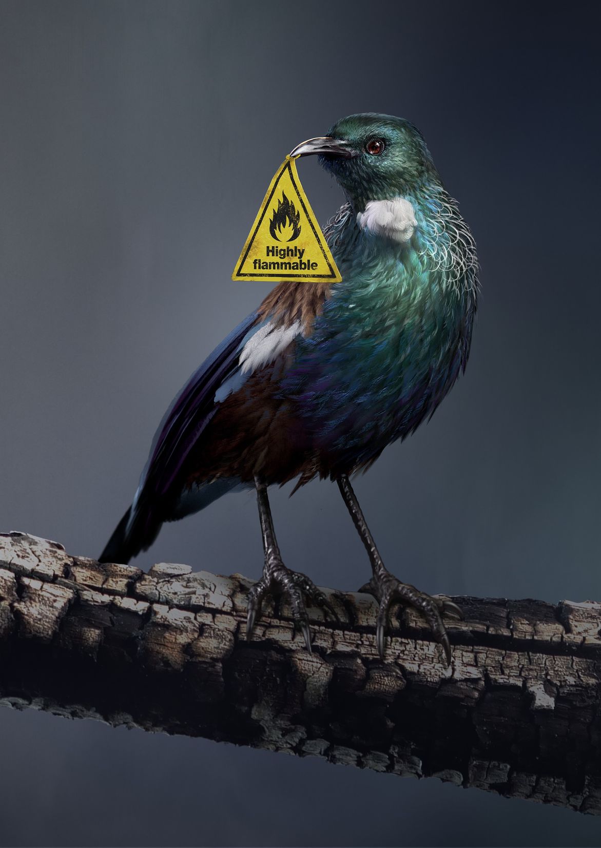 NZ Fire and Emergency - Summer Birds Tui | Best Design Awards