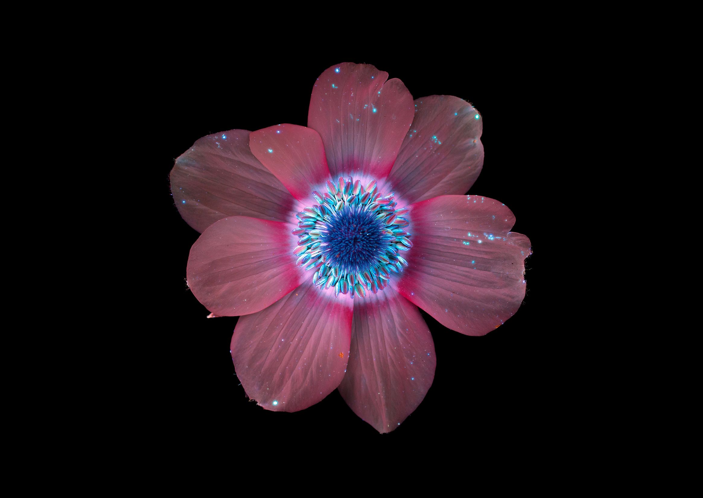 Mānuka Health New Zealand Rebrand | Best Awards