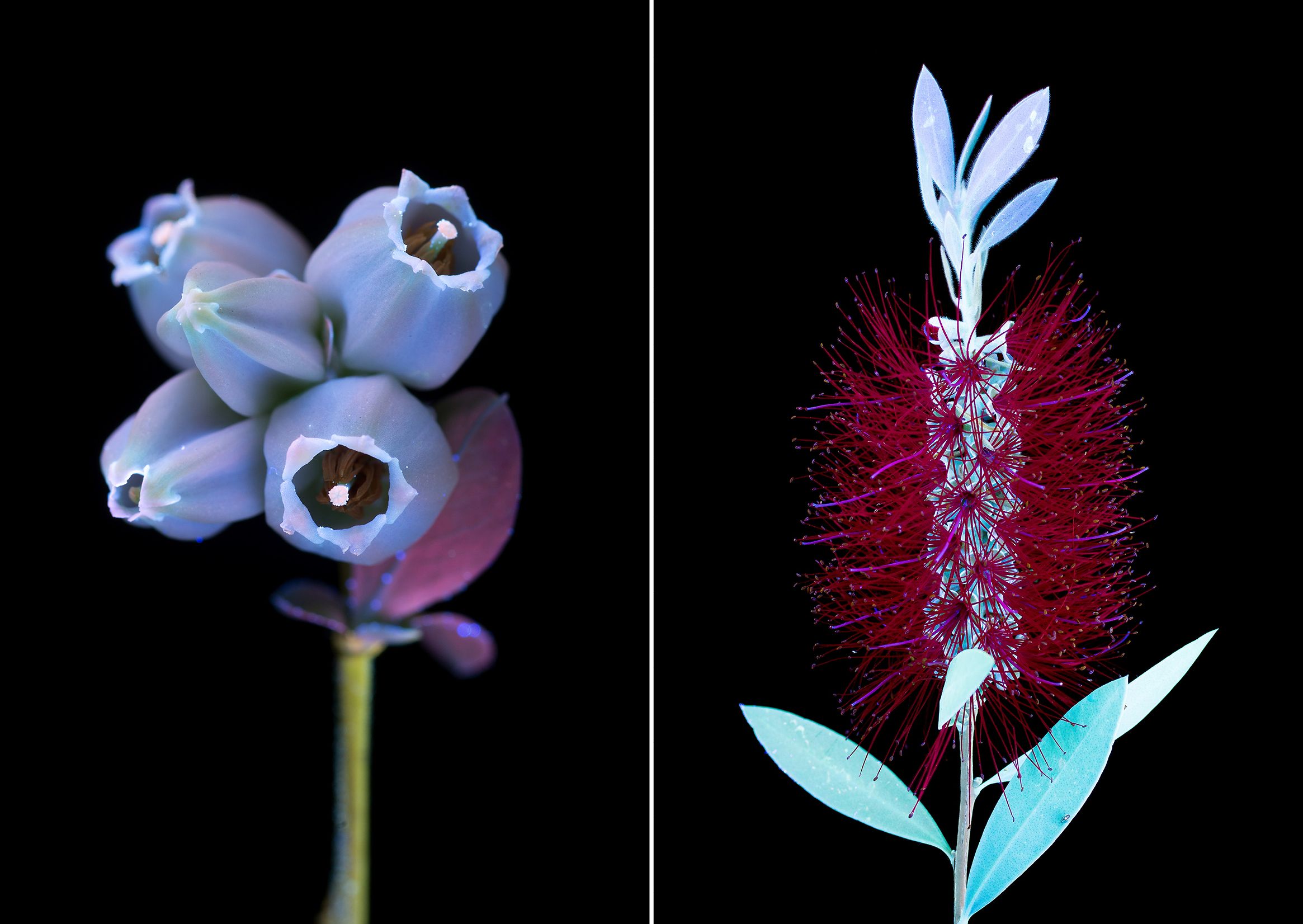 Mānuka Health New Zealand Rebrand | Best Awards