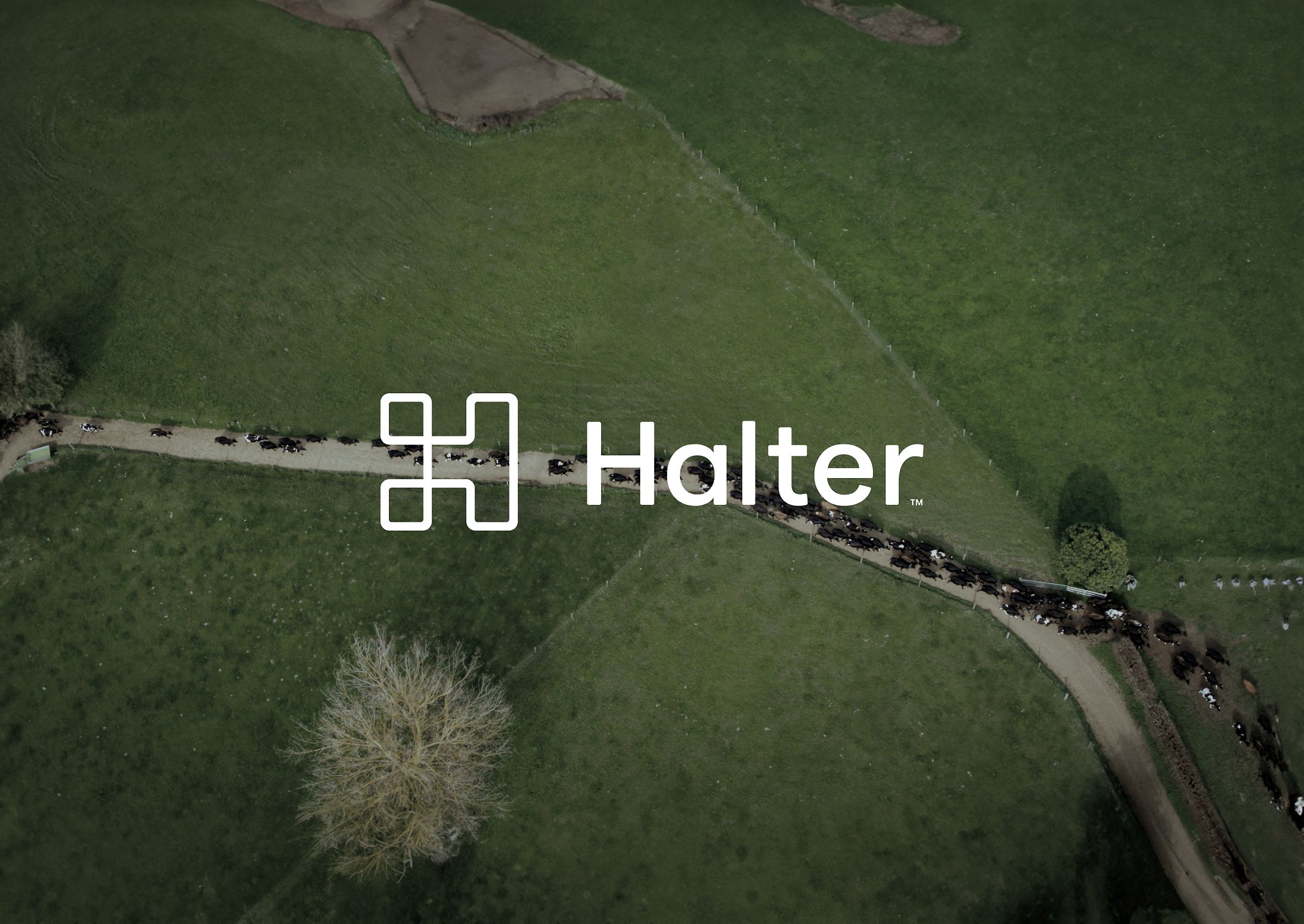 Halter Brand Transformation | Best Design Awards