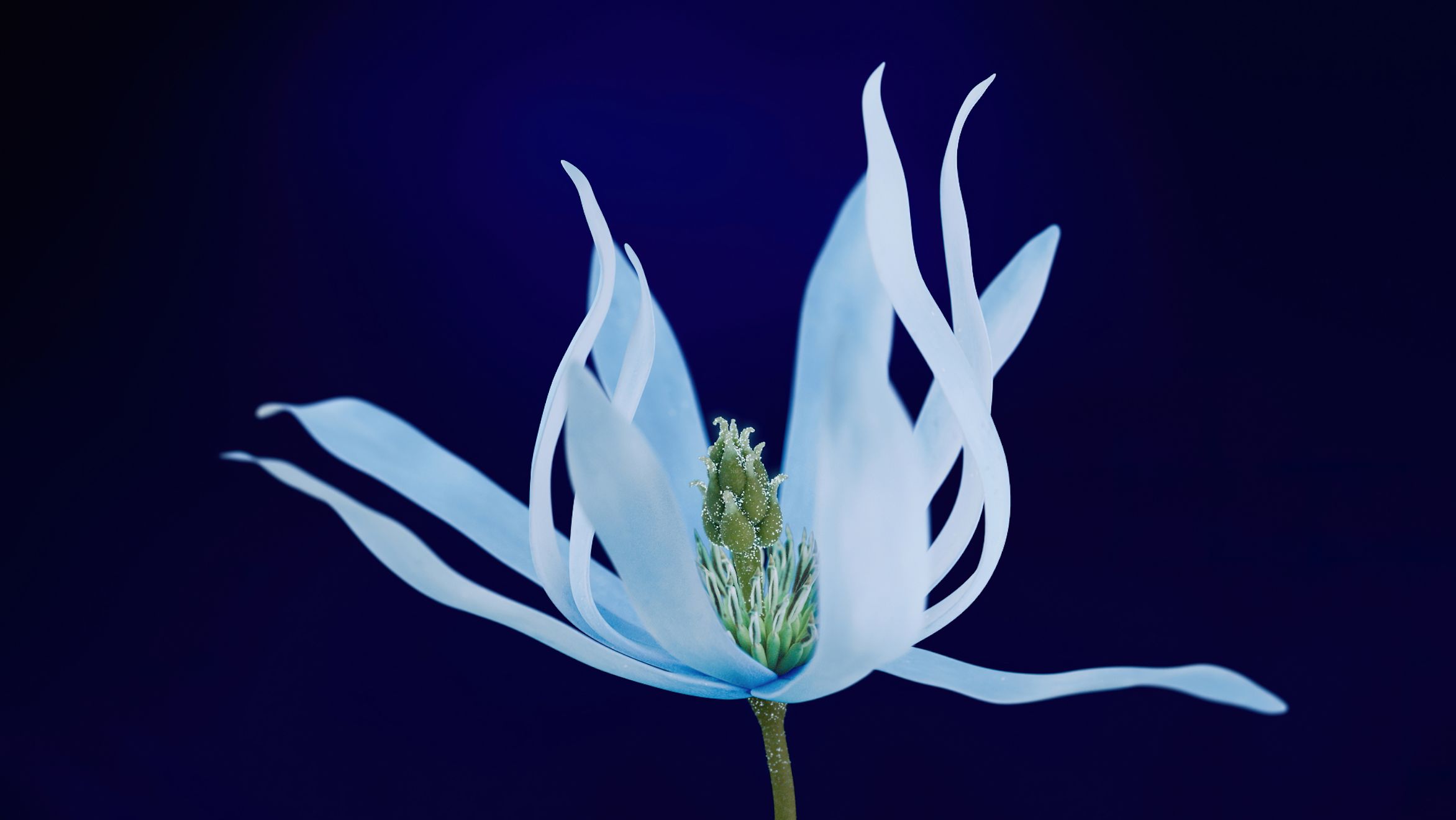 Mānuka Health Rebrand | Best Awards