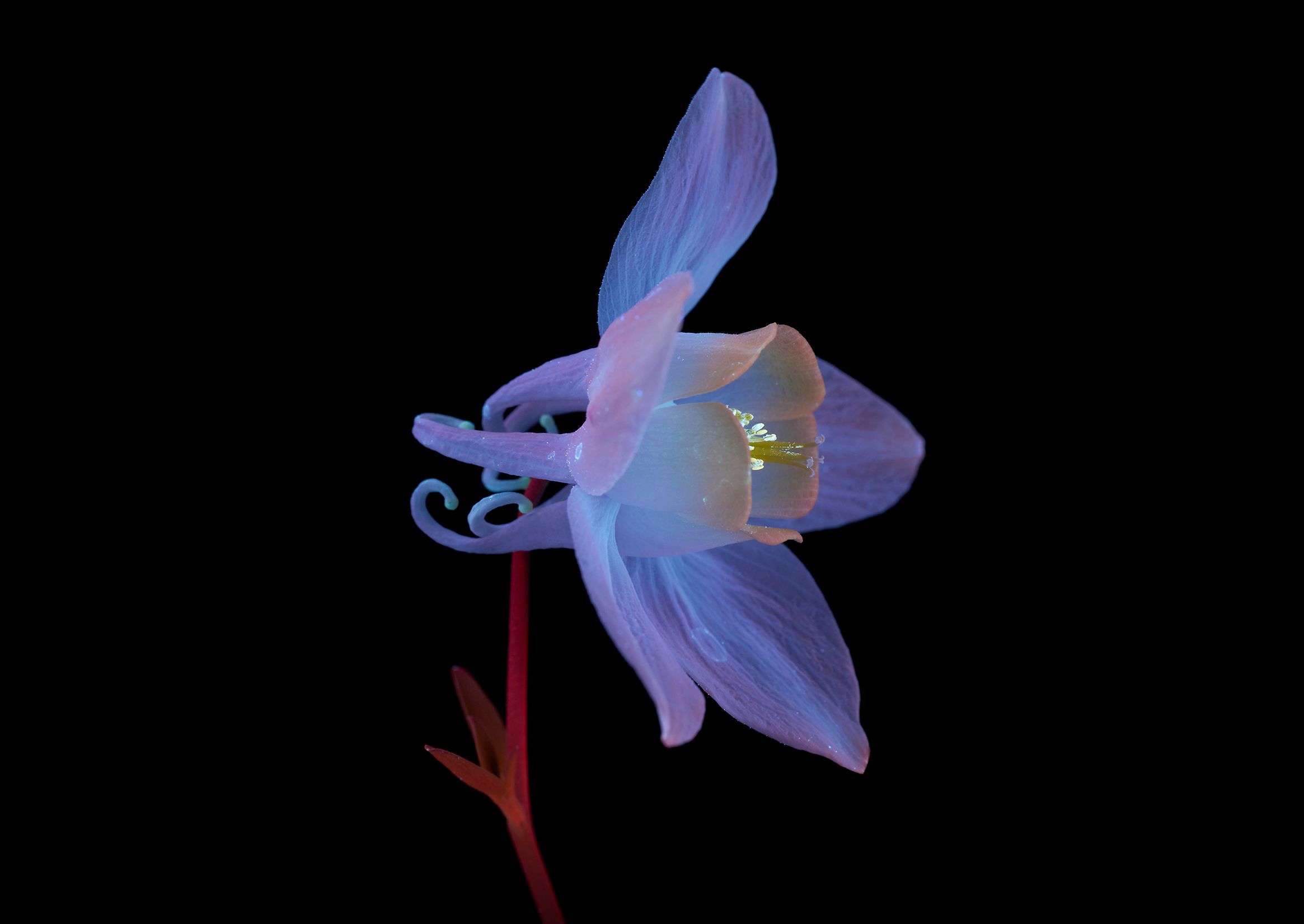 Mānuka Health New Zealand Rebrand | Best Awards